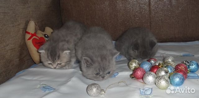 Продаются экзотические котята