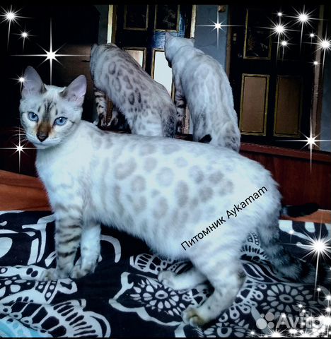 Бенгальские котята снежный барс