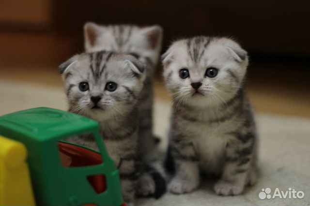 Нарядный мрамор, шотландские котята 1.5 мес