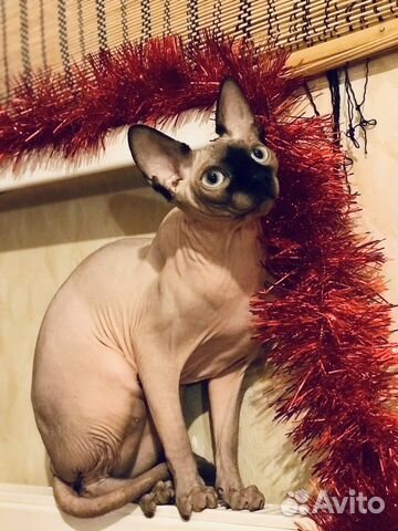 Котик канадского сфинкса