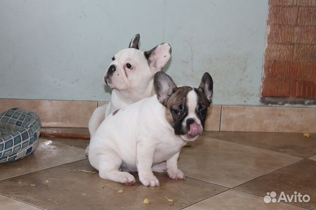 Щенки на любой вкус