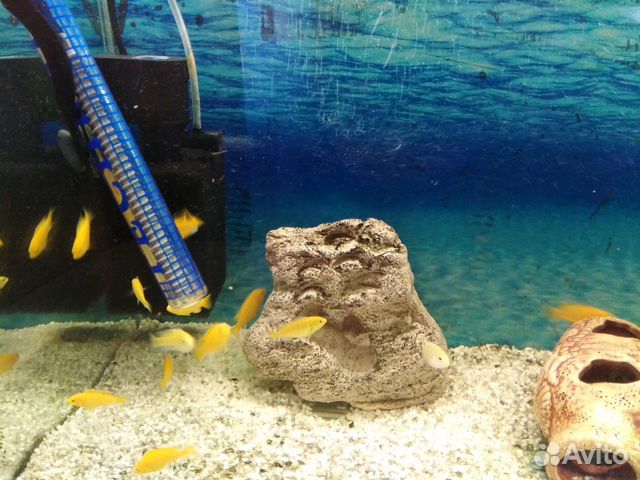 Продам еллоу