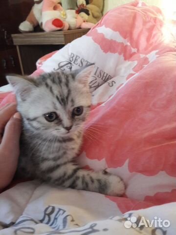 Осталась 1 последняя шотландка-принцесса породиста