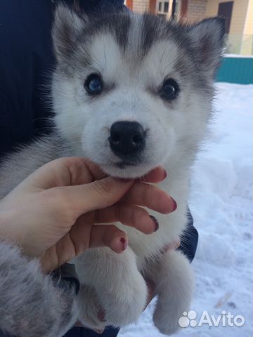 Сибирский хаски