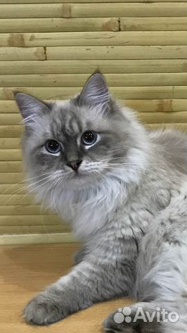 Невские Маскарадные котята с родословной