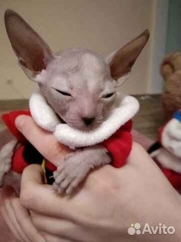 Донской сфинкс 2 месяца