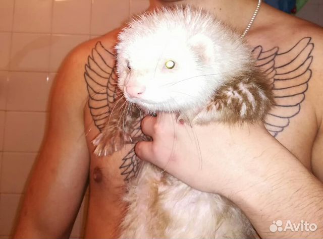 Хорек вместе с клеткой