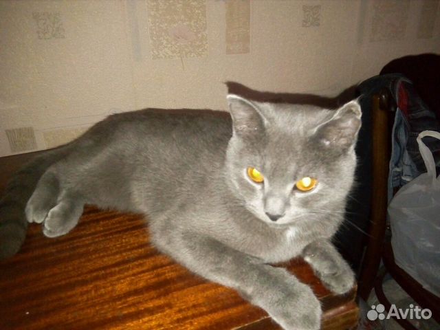 Британка