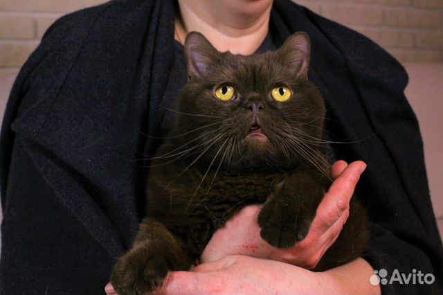 Британочка Ася в дар