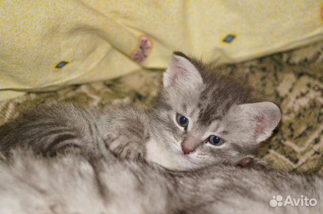 Котята британской гладкошерстной