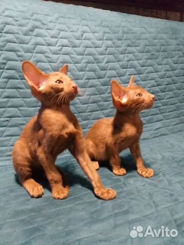 Ориентальные котята циннамон