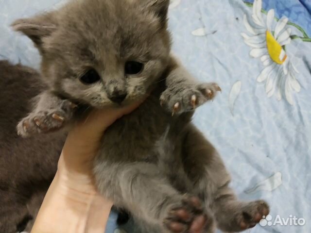 Шотландские котята