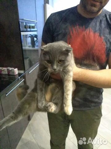 Кошечка на случку