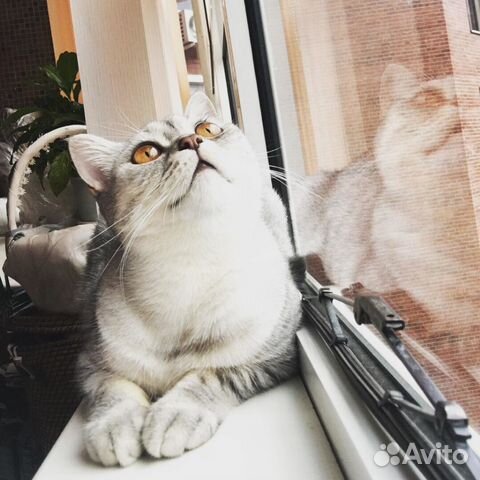 Британская кошка на вязку