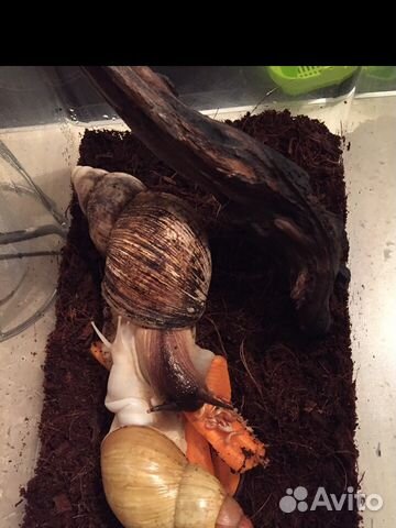 2 большие ахатинские улитки