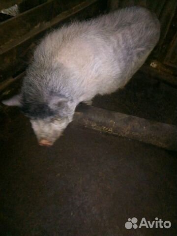 Кабан Вьетнамец