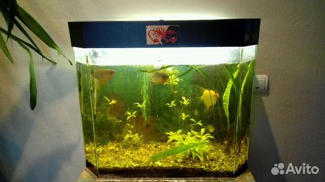 Аквариум