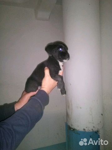 Найден щенок,заберите в добрые руки