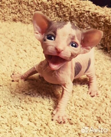 Канадский сфинкс