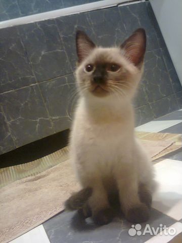 Голубоглазые кото-детки