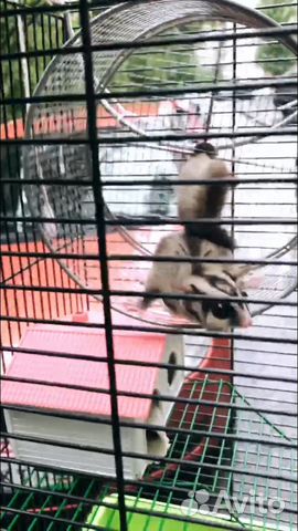 Сахарный поссум