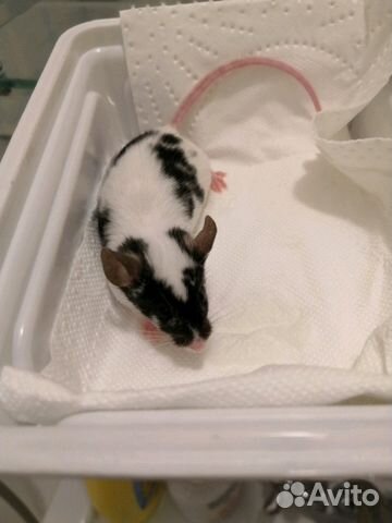 Мышь бесплатно