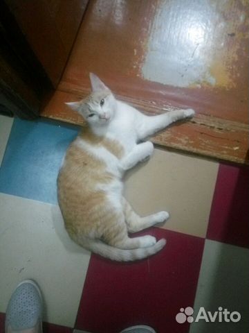 Отдам кошечку