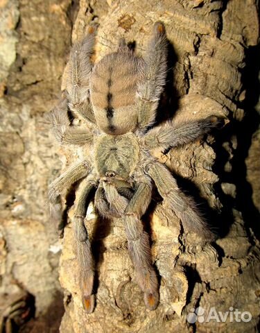 Паук-птицеед Psalmopoeus cambridgei