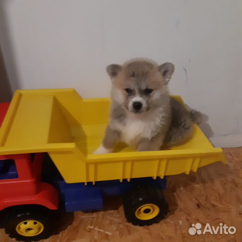 Акита ину япончики