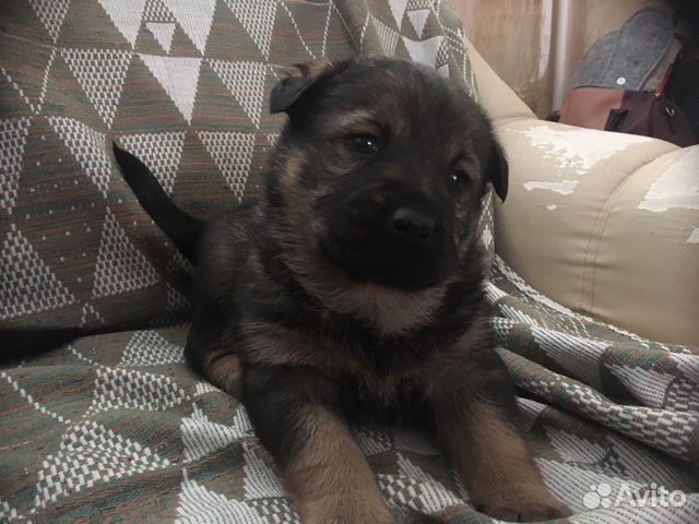 Щенки овчарки