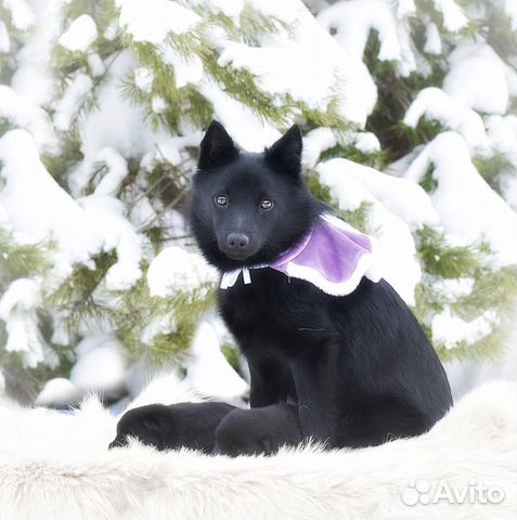 Щенки схипперке шипперке. мальчики