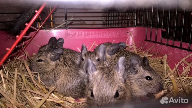 Отдаю в добрые руки щенков дегу