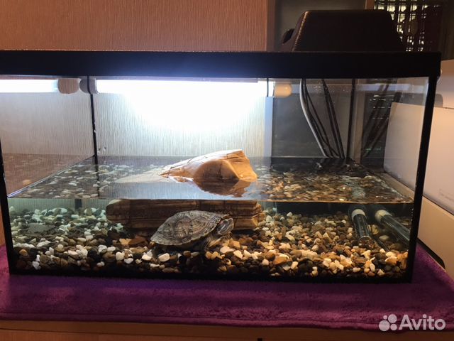 Красноухая черепаха с аквариумом в дар