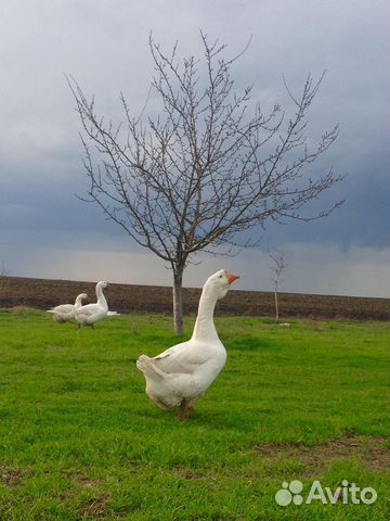 Яйцо гусиное