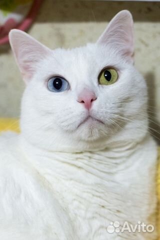 Очень ласковая, красивая, белая кошка