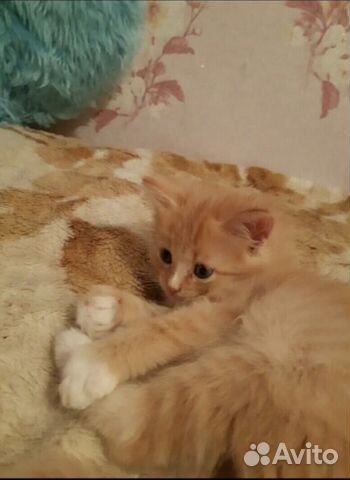 Котёнок-мальчик, 1,5 месяца