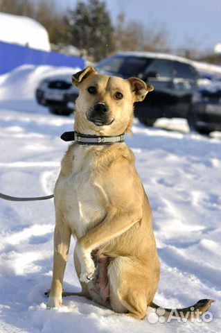 Молодая сука для квартирного содержания