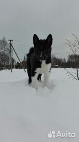 Щенки русско-европейской лайки