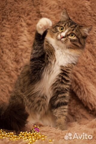 Кот Анчоус ищет дом