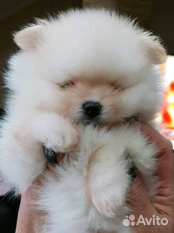 Счастливые щеночки шпица