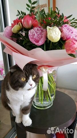 Кот на вязку
