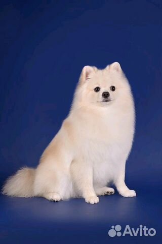 Шикарный парень