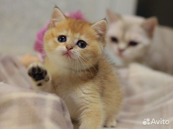 Одуванчик - золотистый затушёванный красавчик