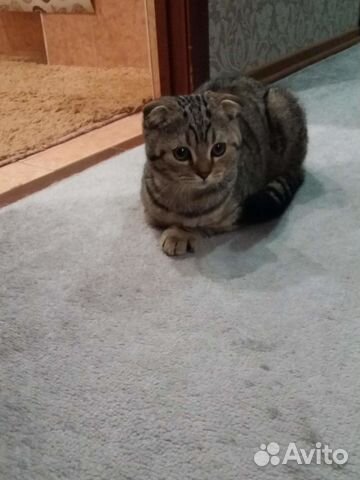 Котик шотландец вислоухий