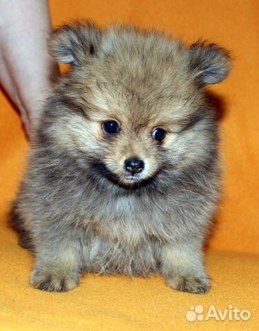 Померанские шпицы