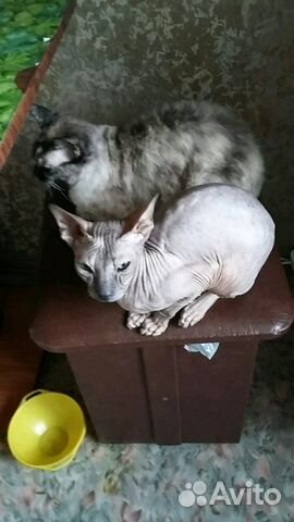 Девочка донской сфинкс ждет котика