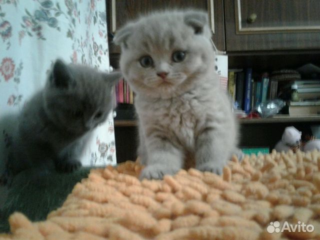 Продаются котят шотландские