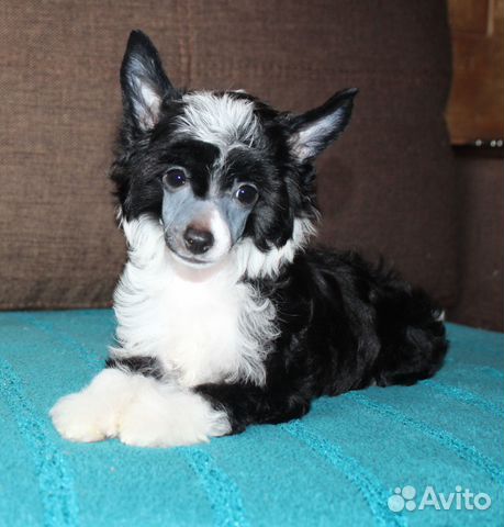 Красивая и породная пуховая девочка