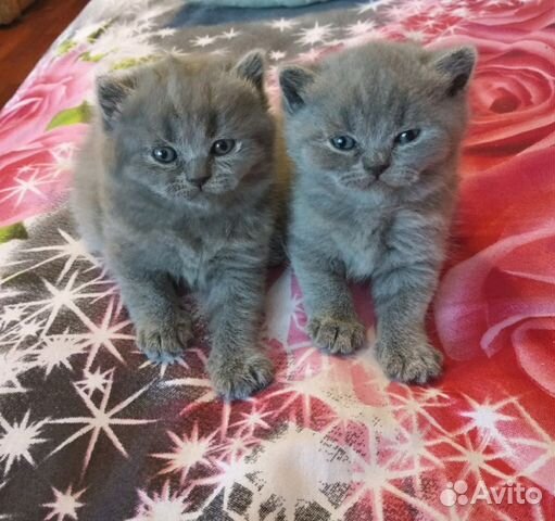 Шотландские вислоухие девочки ищат себе дом. Рожде