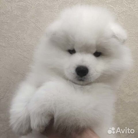 Самоеды-щенки, нам ровно 2 мес